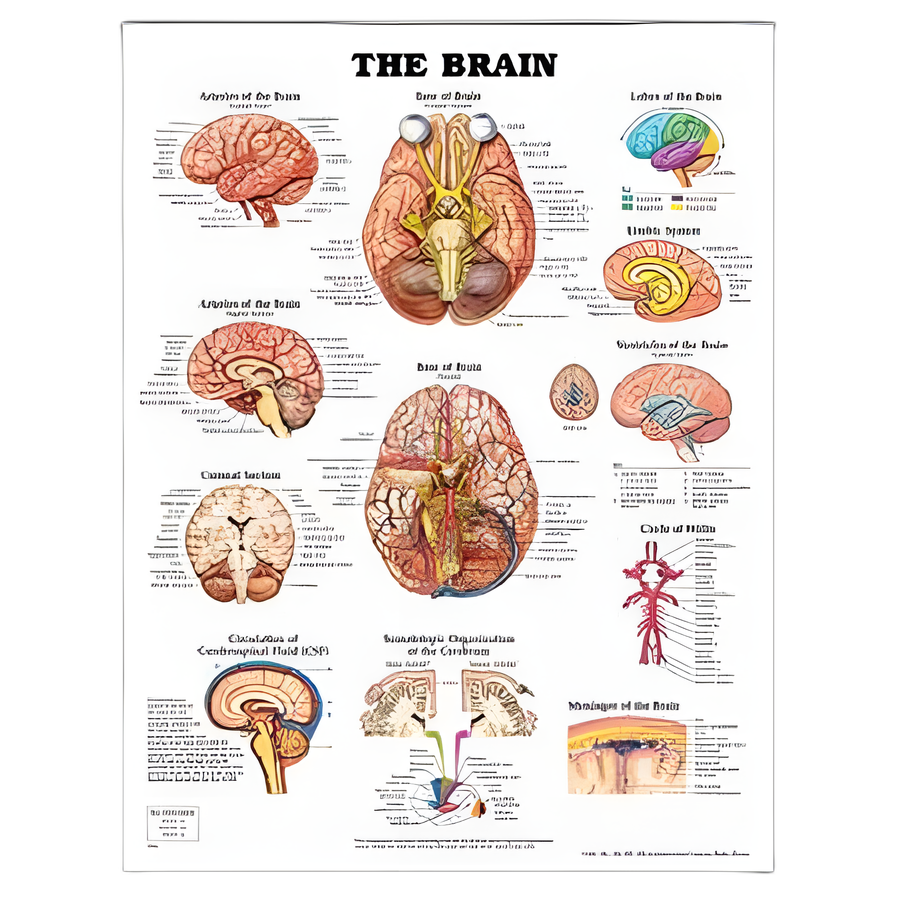 Anatomical Chart Spinal Nerves 20 X 26 Inch Plastic Laminated - USA ...