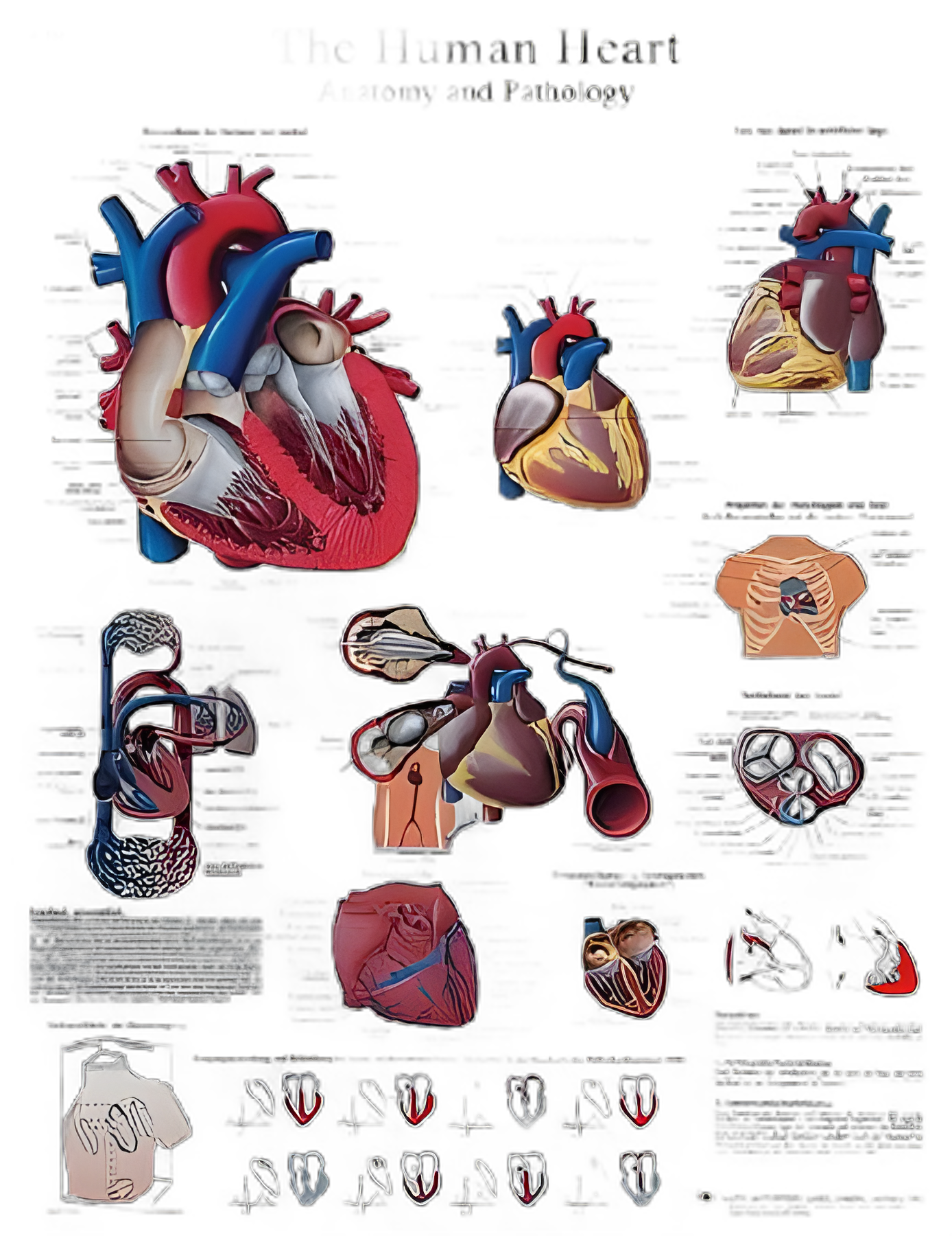 Laminated Human Heart Anatomical Chart, 5 x 20 Inch - Fabrication ...