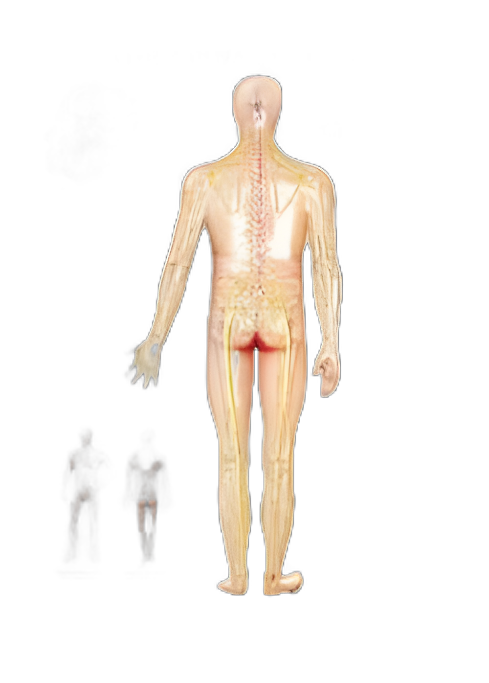 Anatomical Chart Spinal Nerves 3D Raised Relief 18 X 25 Inch Plastic ...