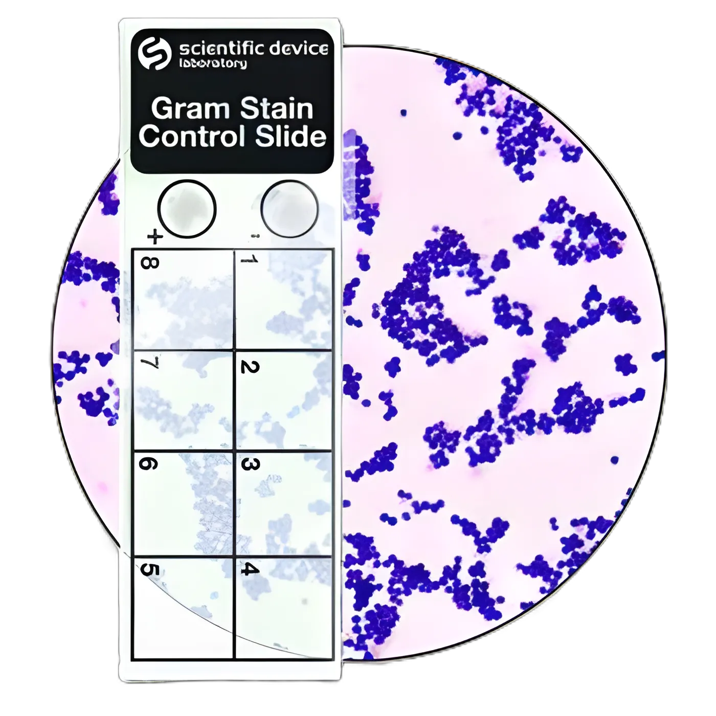 Gram Stain Positive Control Slides - Microbial ID - USA MedPremium